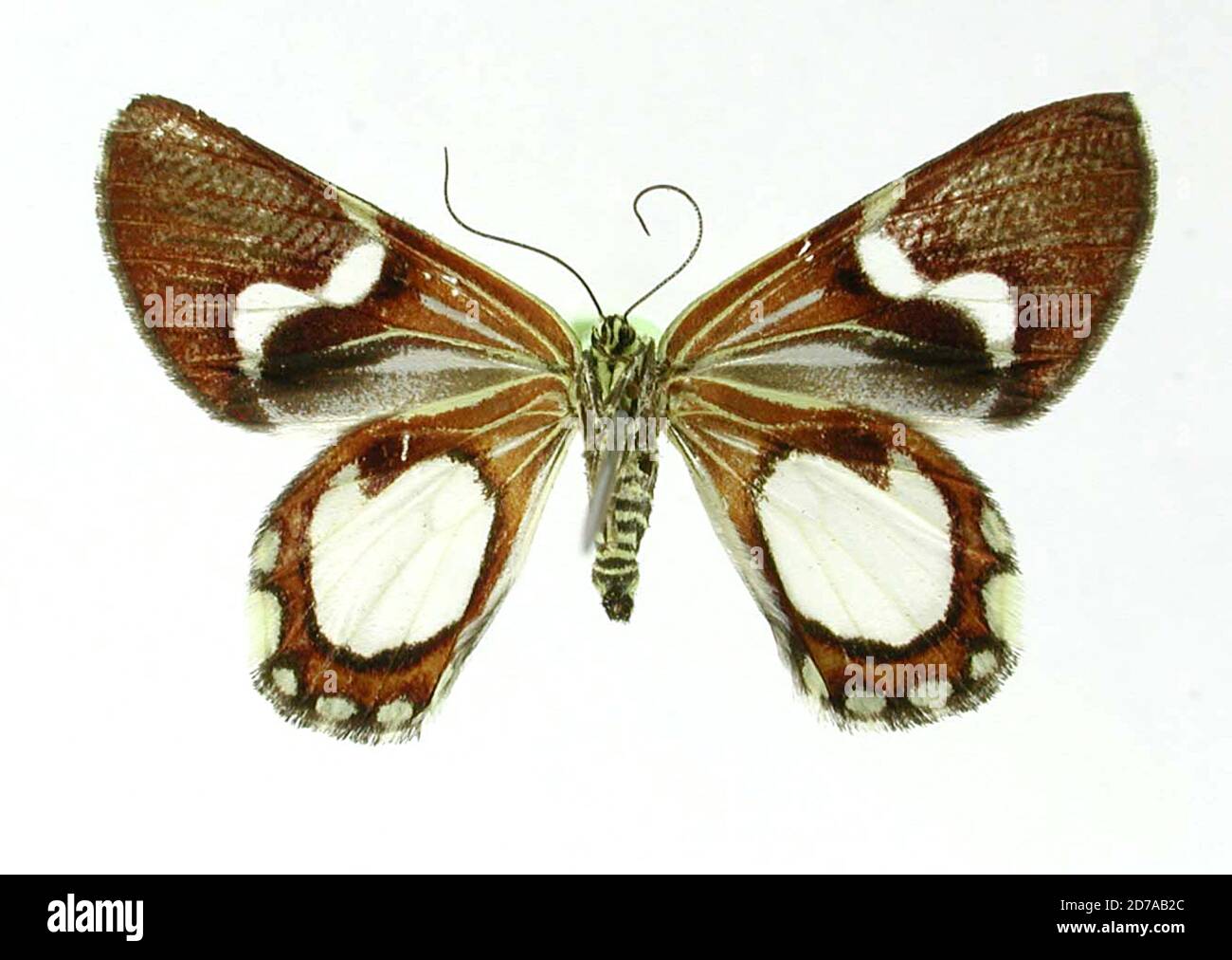 Pinned, Mount Poas, Costa Rica, Costa Rica, Erateina delecta Schaus ...