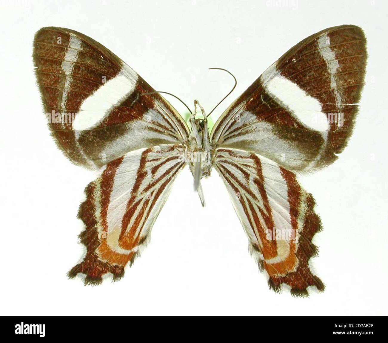 1900 animalia hi-res stock photography and images - Alamy