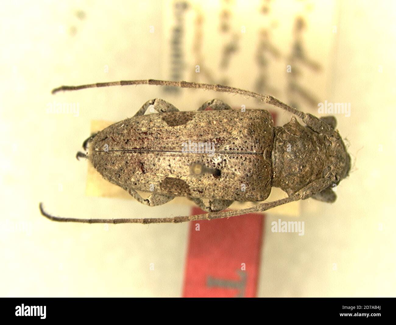 Madag mer hi-res stock photography and images - Alamy