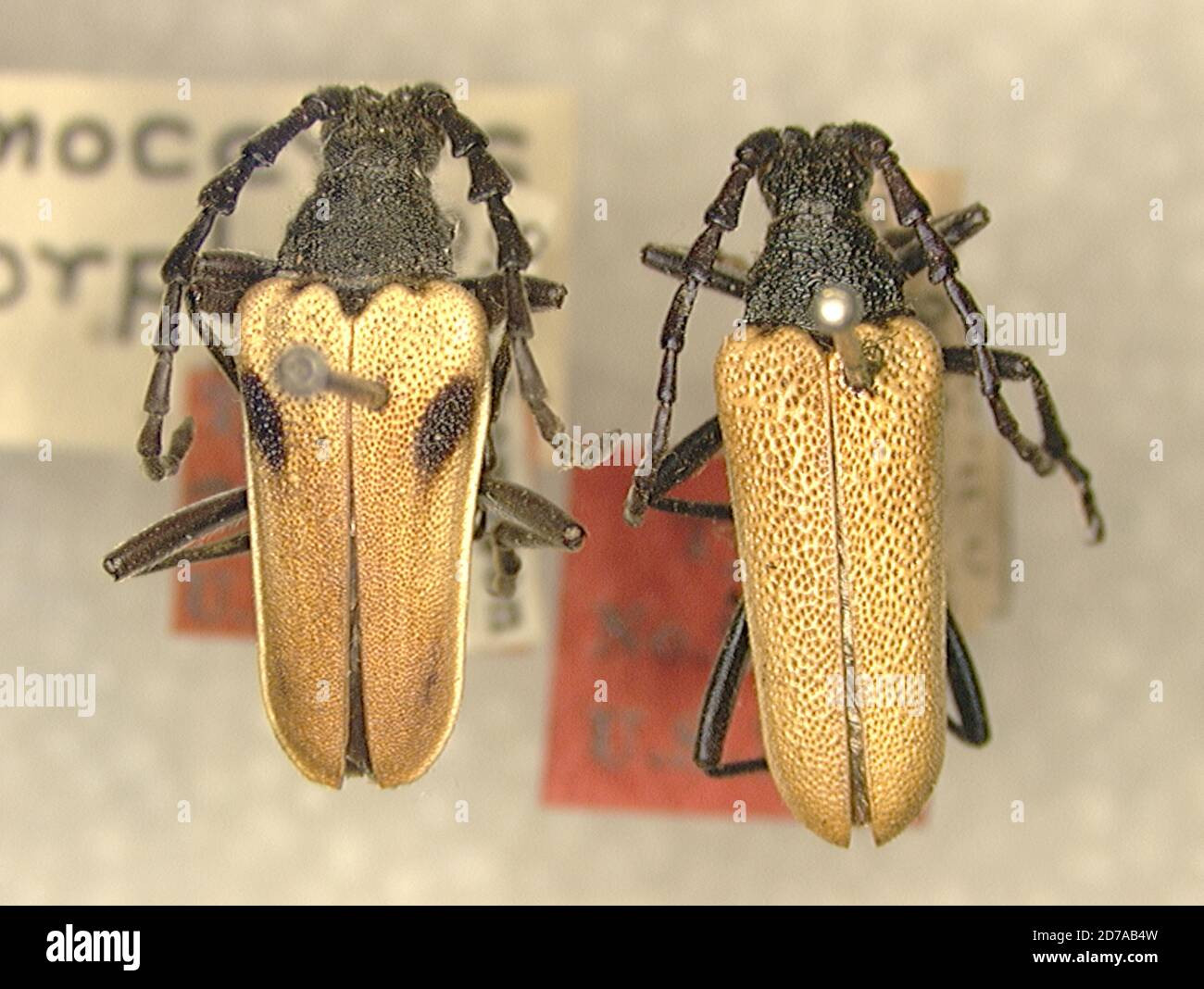 Desmocerus dimorphus fisher hi-res stock photography and images - Alamy