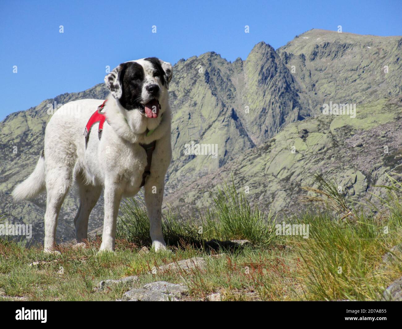 Himalayan sheepdog hi-res stock photography and images - Alamy