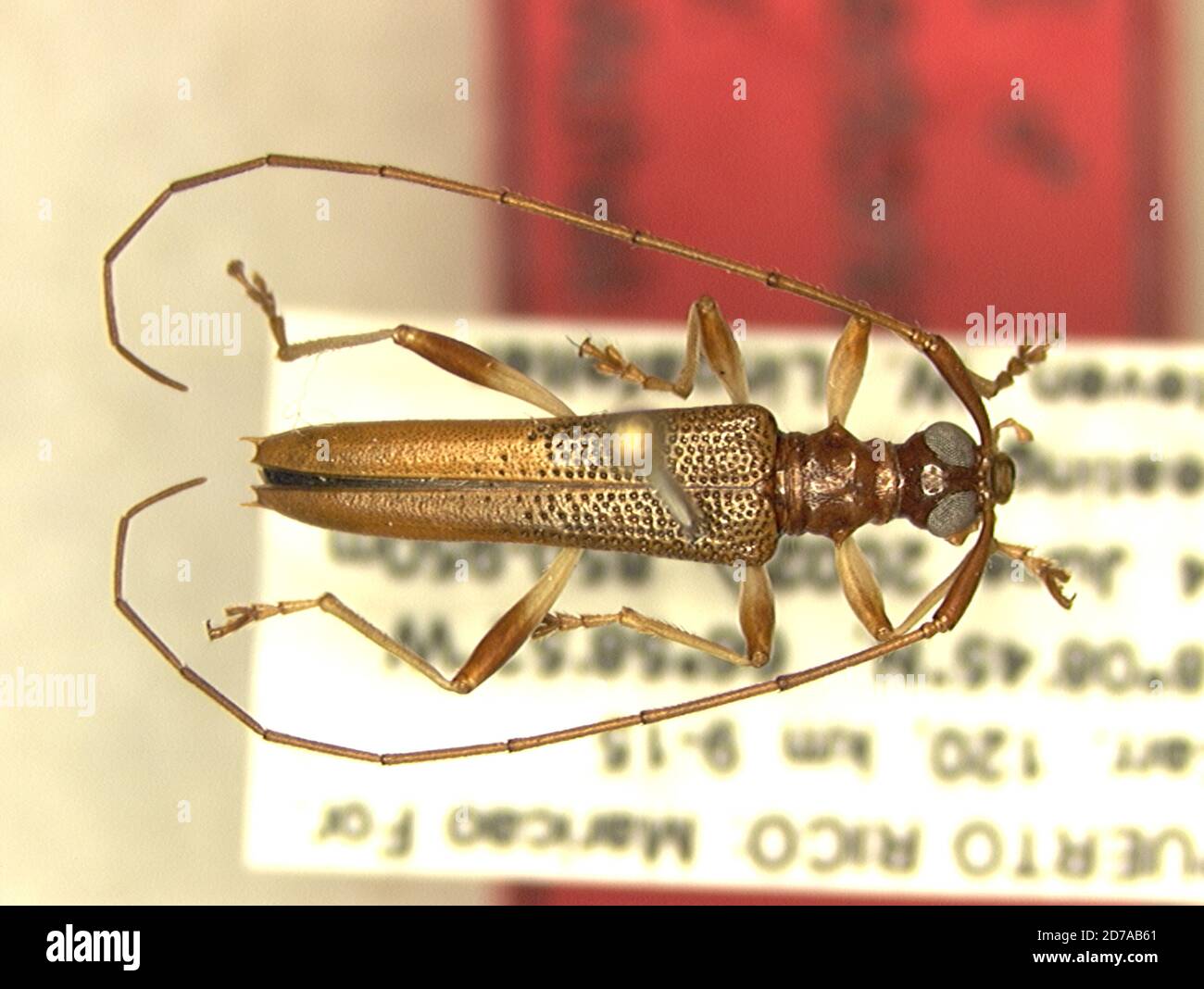 Maricao, Puerto Rico, United States, Distenia puertoricensis ...