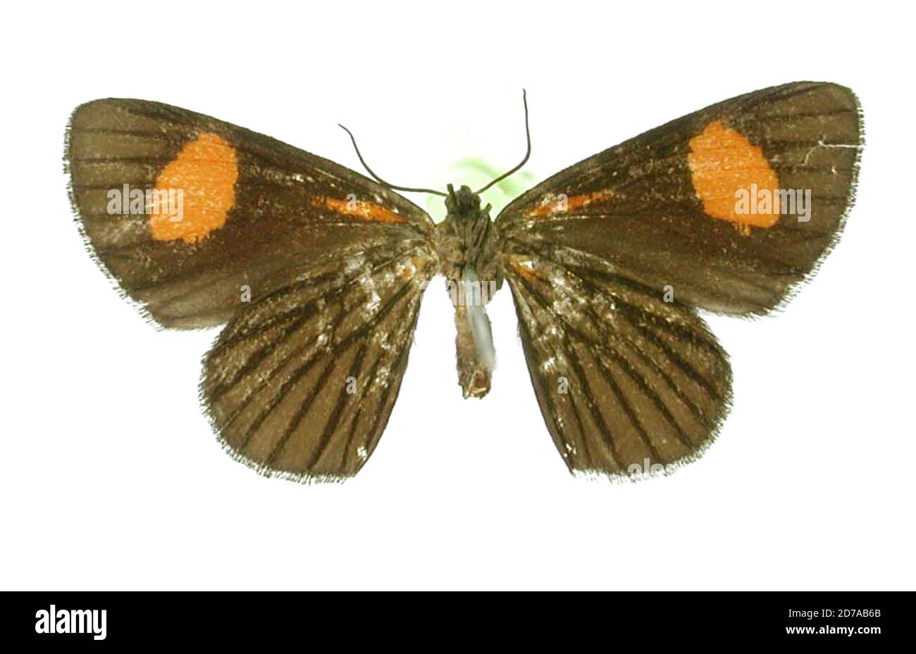 Nelo drucei dognin hi-res stock photography and images - Alamy