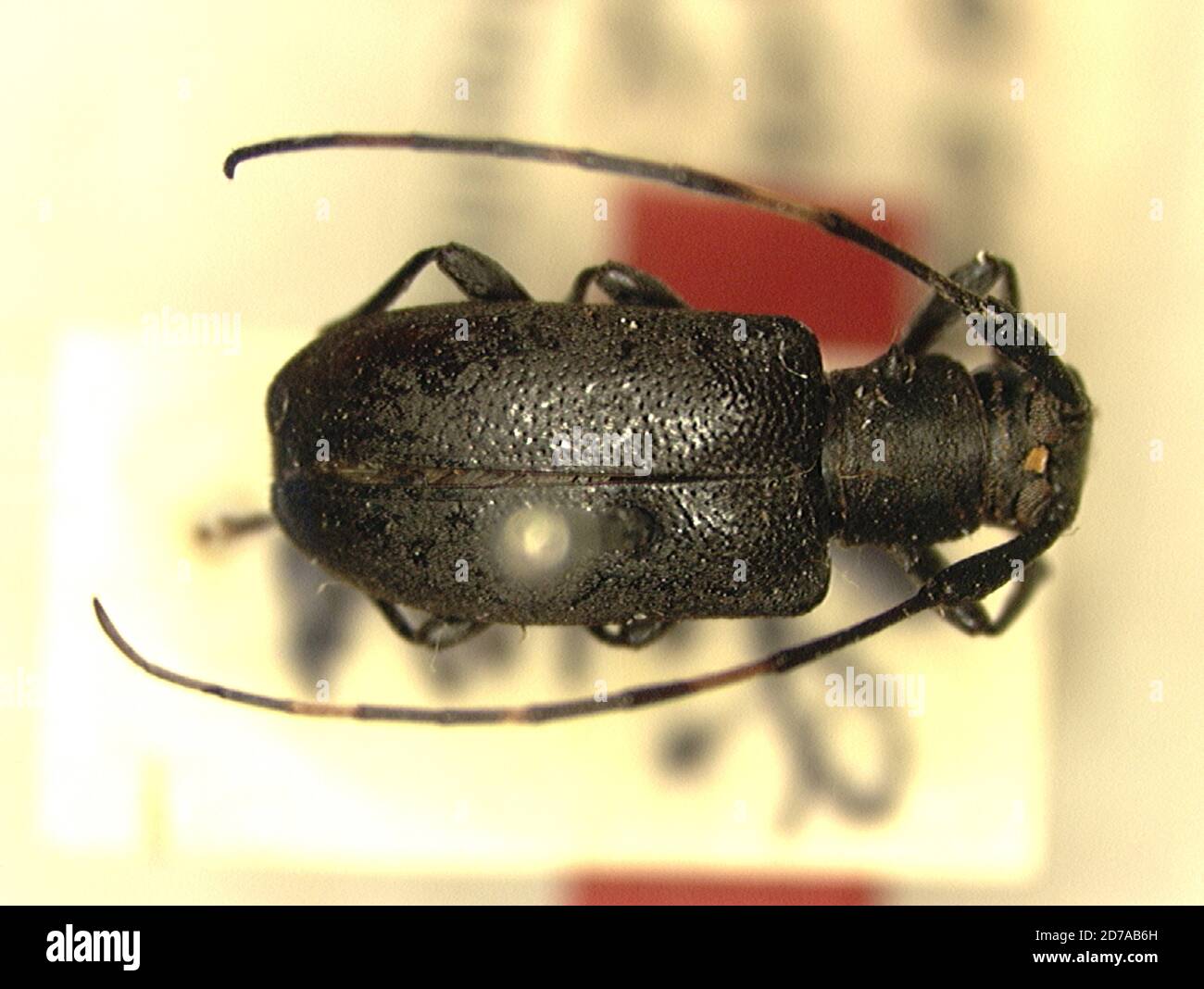 Dugo, Congo, Docus niger Breuning, 1942, Animalia, Arthropoda, Insecta ...