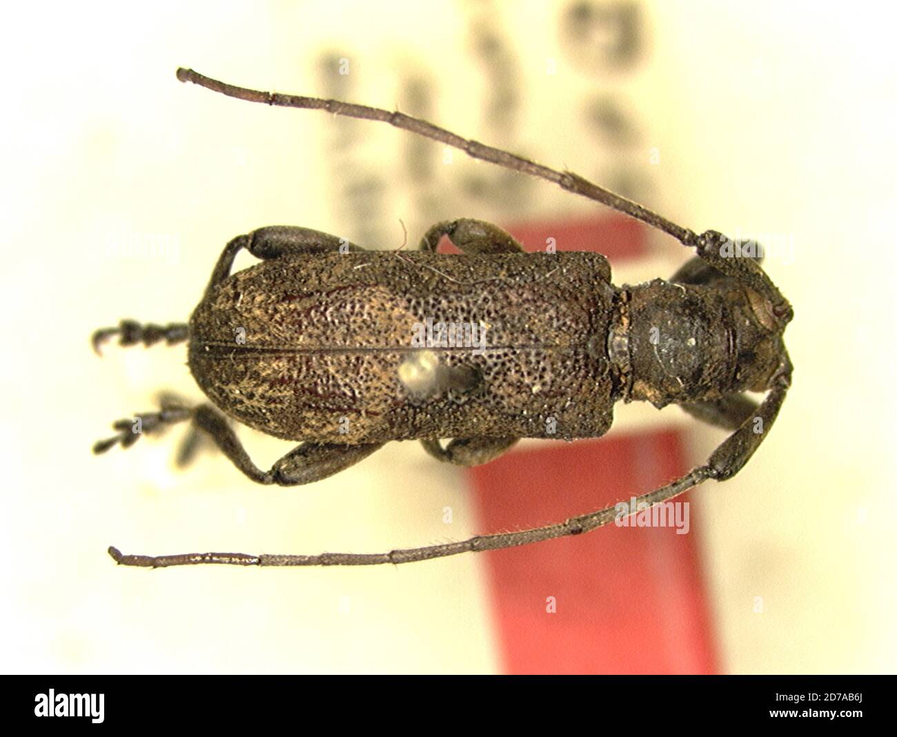 Docus congoensis breuning hi-res stock photography and images - Alamy