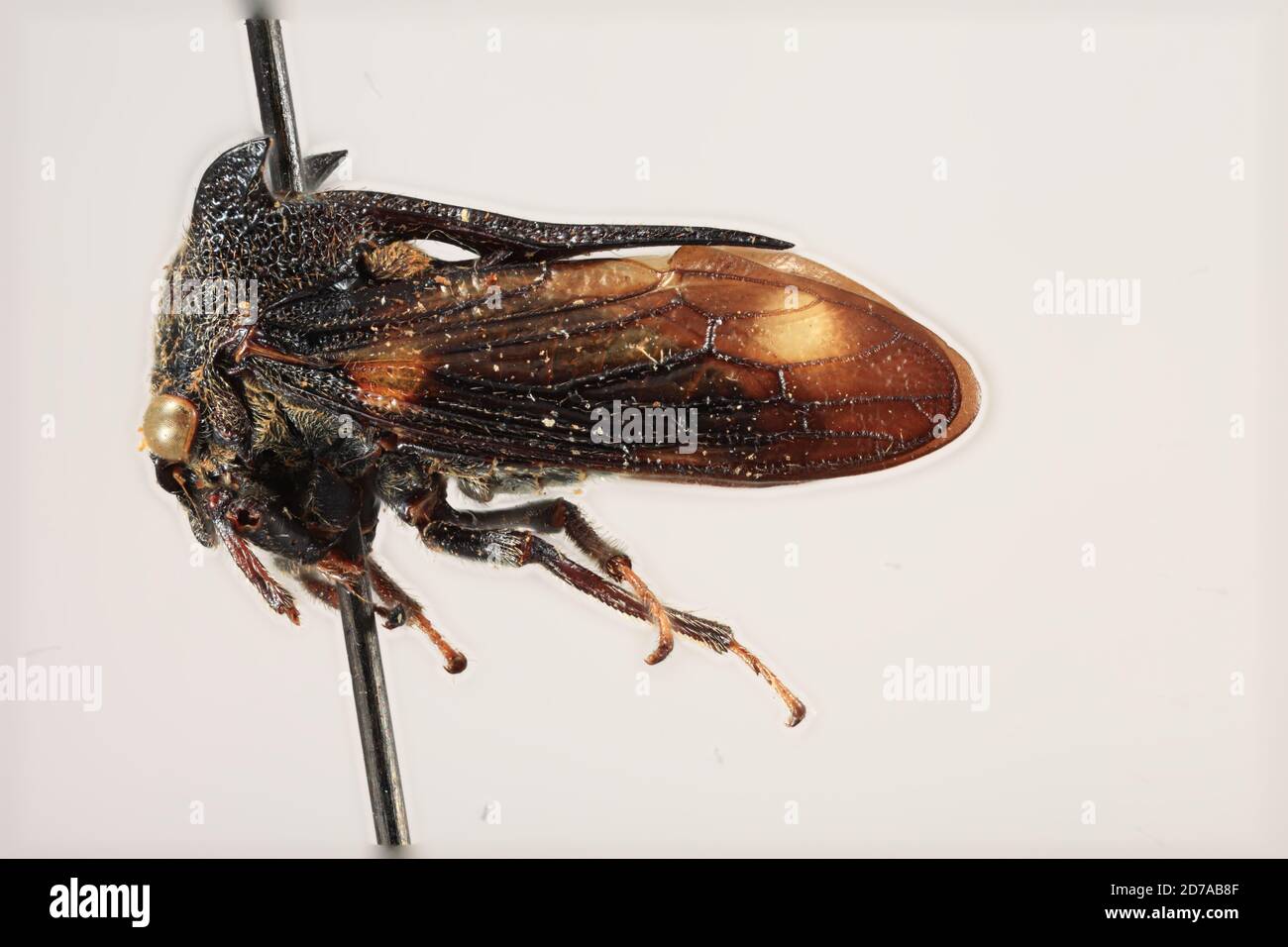 Costa Rica, Campylocentrus nigris Funkhouser, 1930, Animalia ...