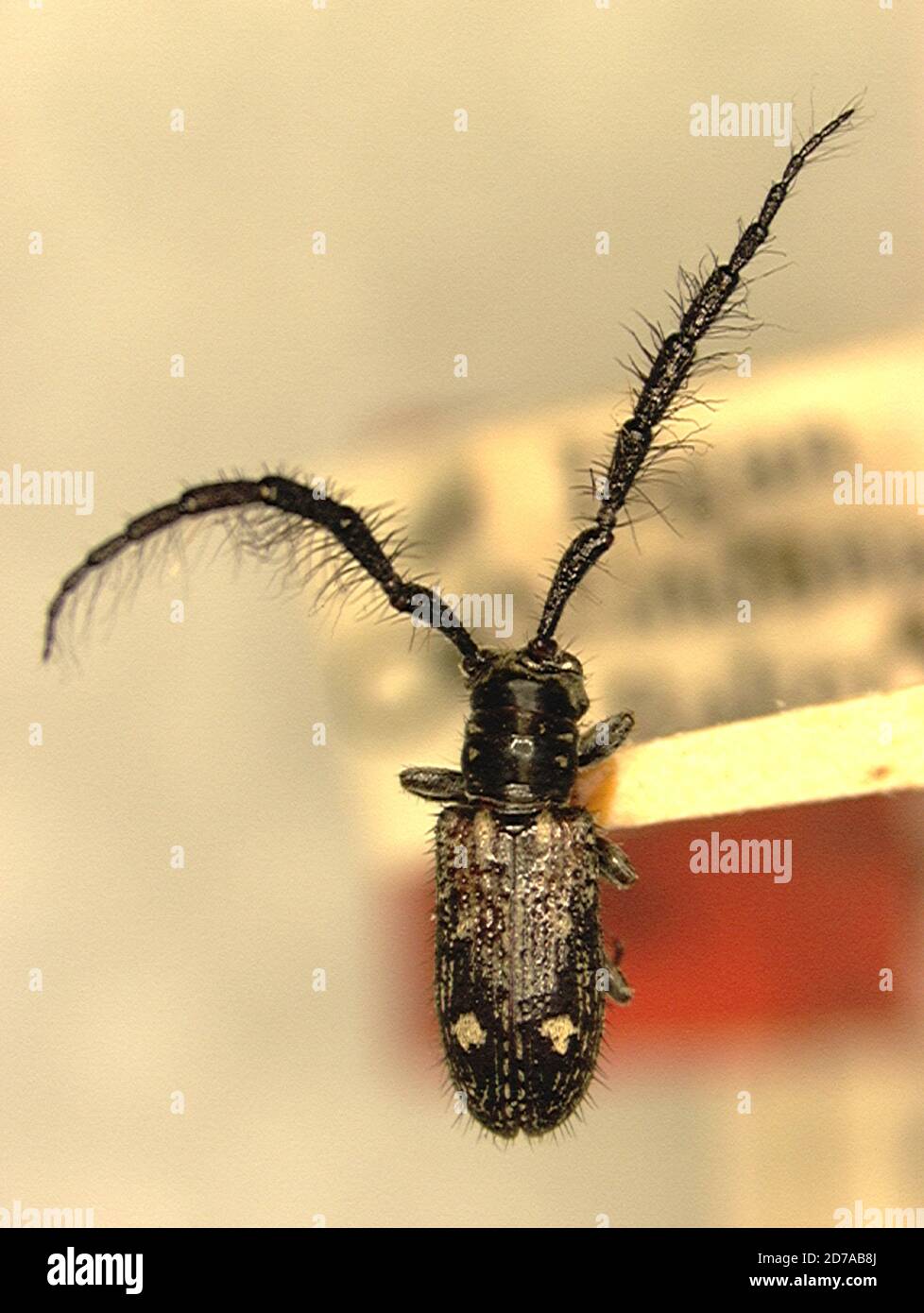 Iligan, Mindanao, Lanao del Norte, Philippines, Ebaeides hirsuta Fisher ...