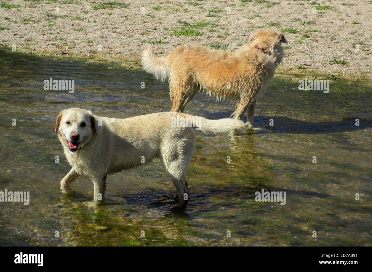 Shot of cute dogs in a river Stock Photo - Alamy