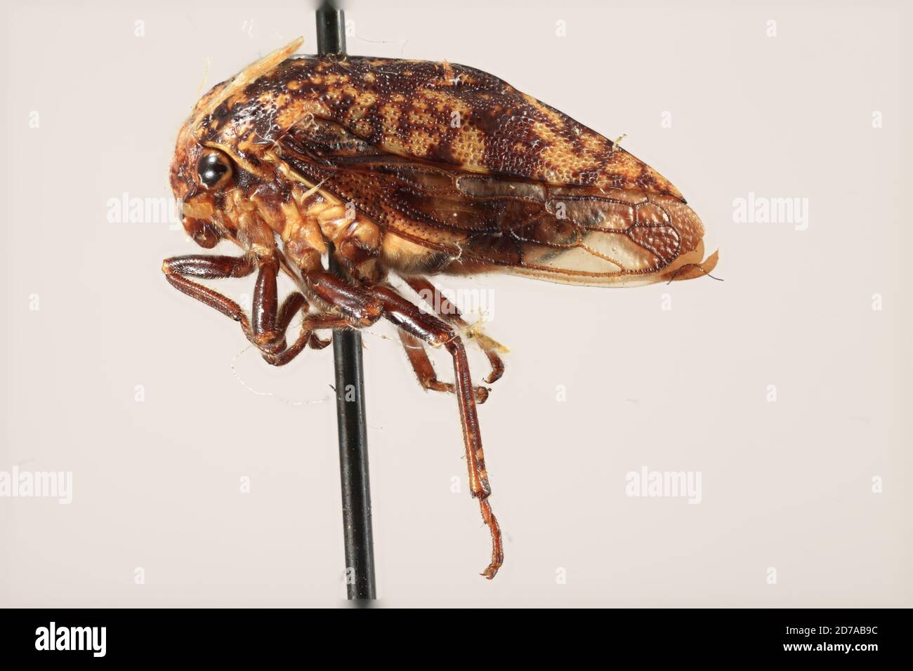 Jacksonville, Duval, Florida, United States, Carynota maculata ...