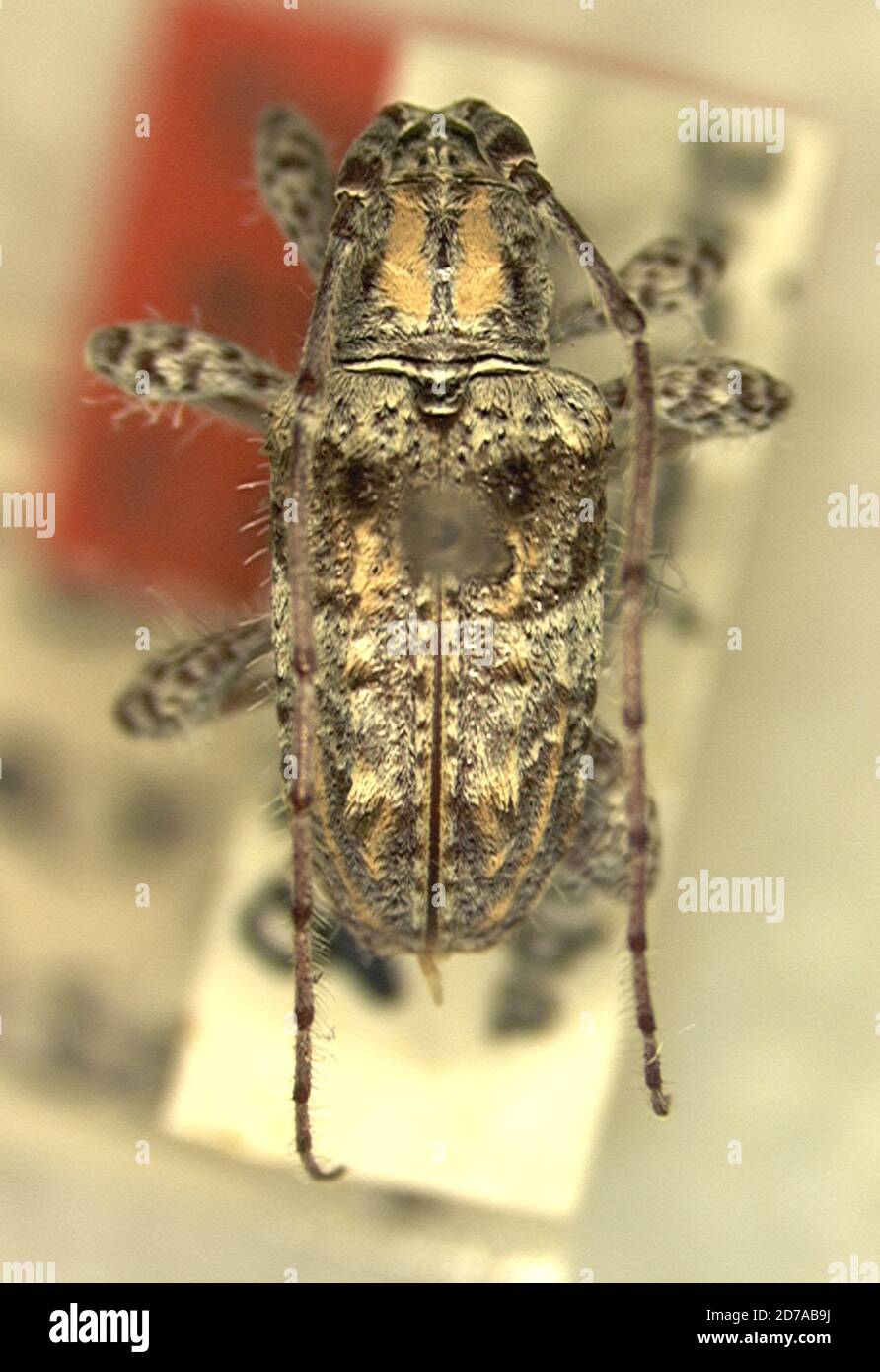 Baragua, Cuba, Cuba, Ecyrus insularis Fisher, 1932, Animalia ...