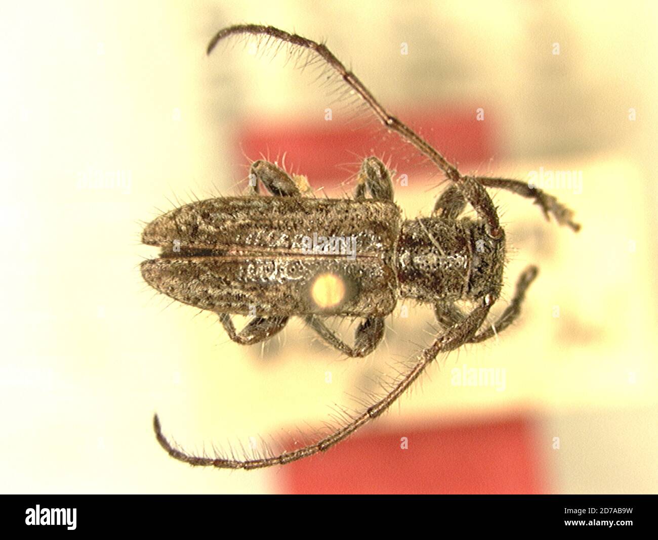 Egesina indica breuning hi-res stock photography and images - Alamy