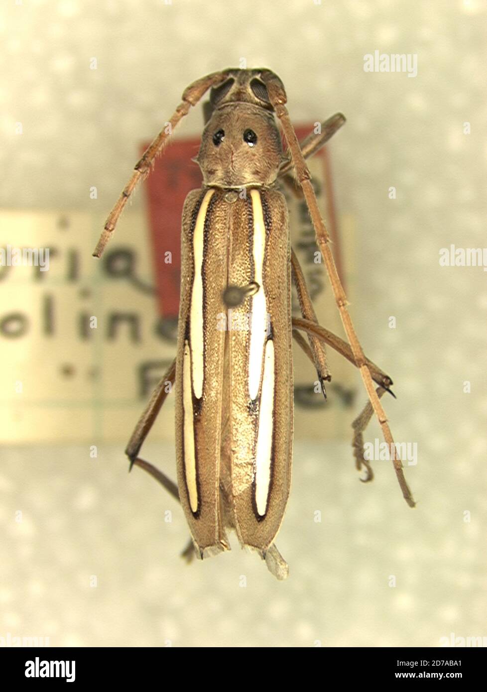 Caripito hi-res stock photography and images - Alamy