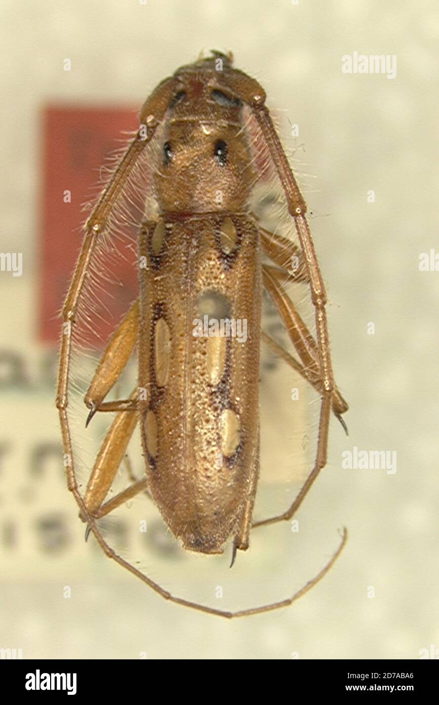 Caripito, Venezuela, Monagas, Venezuela, Eburodacrys pilicornis Fisher ...