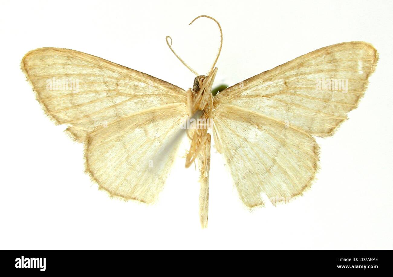 Pinned, Yuntas pres Cali, Valle del Cauca, Colombia, Hamalia exempta ...