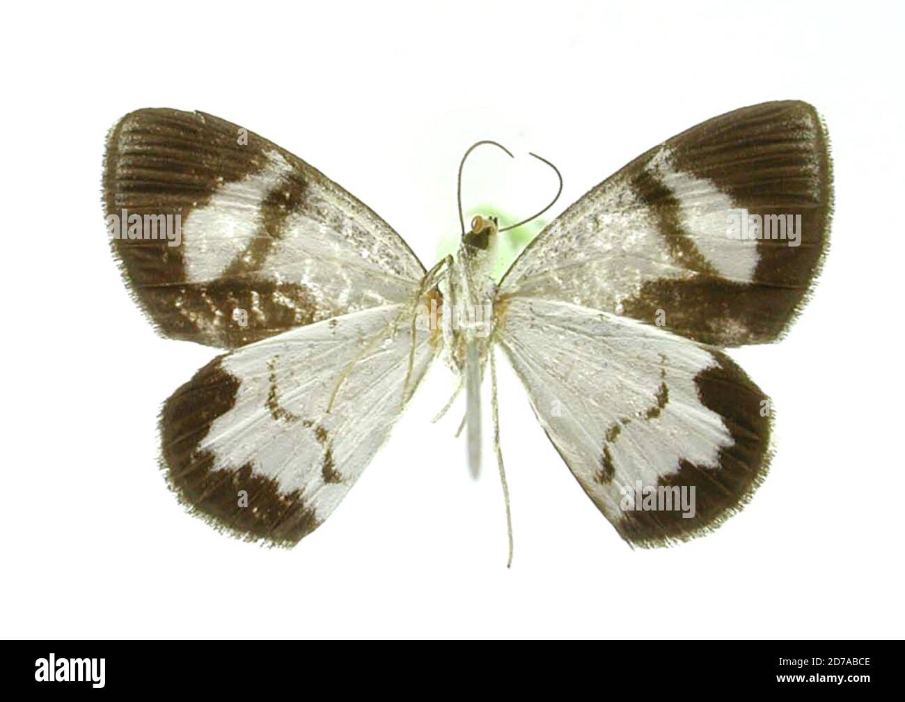 Pinned, Ecuador, Erateina flebilis Thierry-Mieg, 1907, Animalia ...