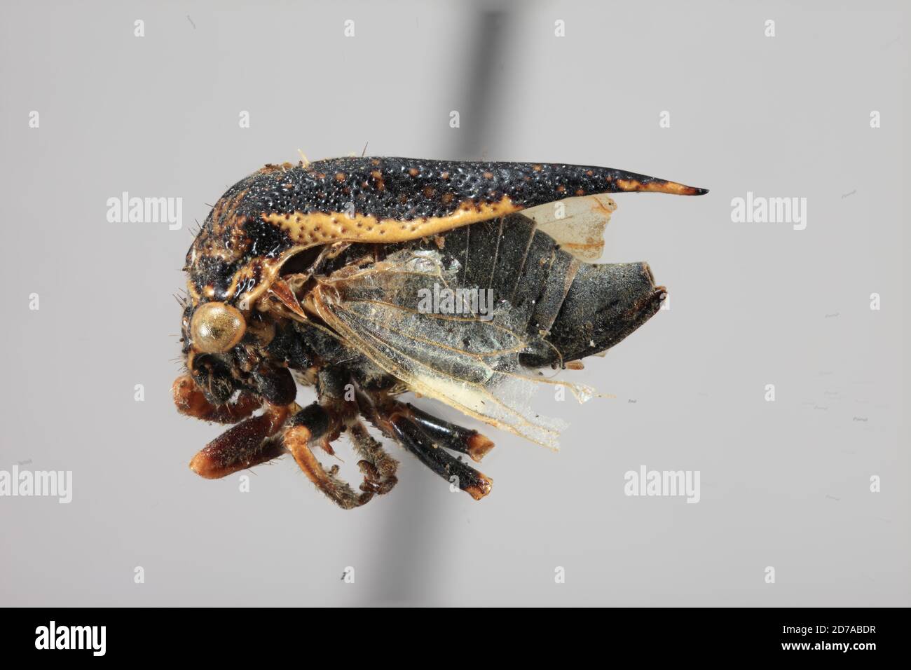 Pito, Ecuador, Ecuador, Centrogonia flavolimbata Goding, 1920, Animalia ...