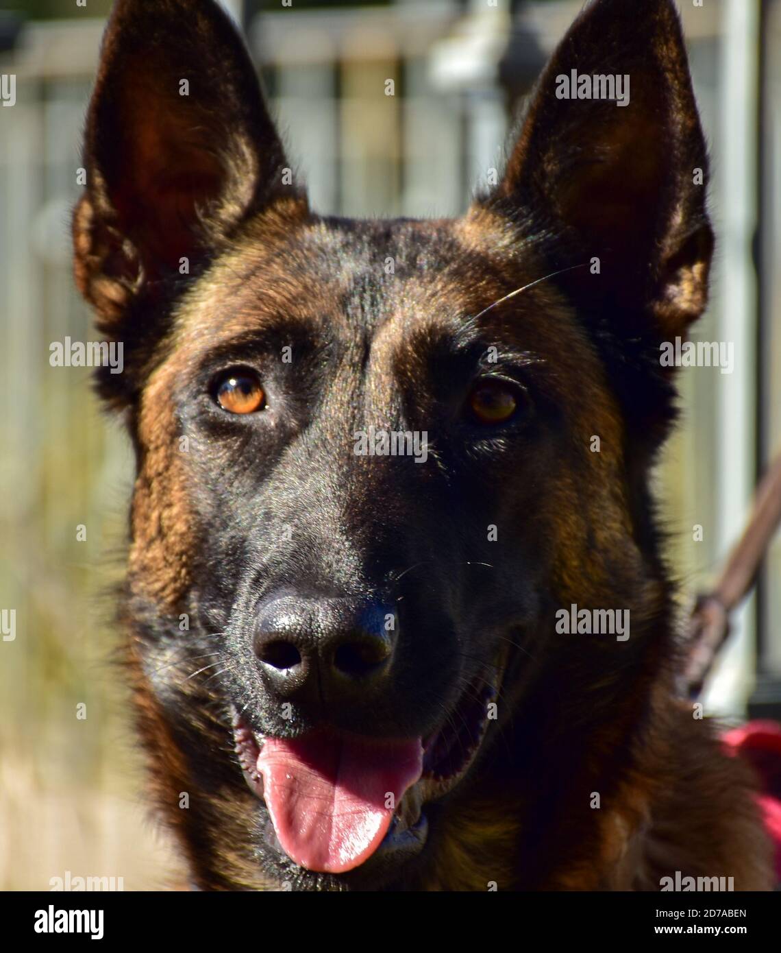 Portuguese shepherd dog hi-res stock photography and images - Alamy