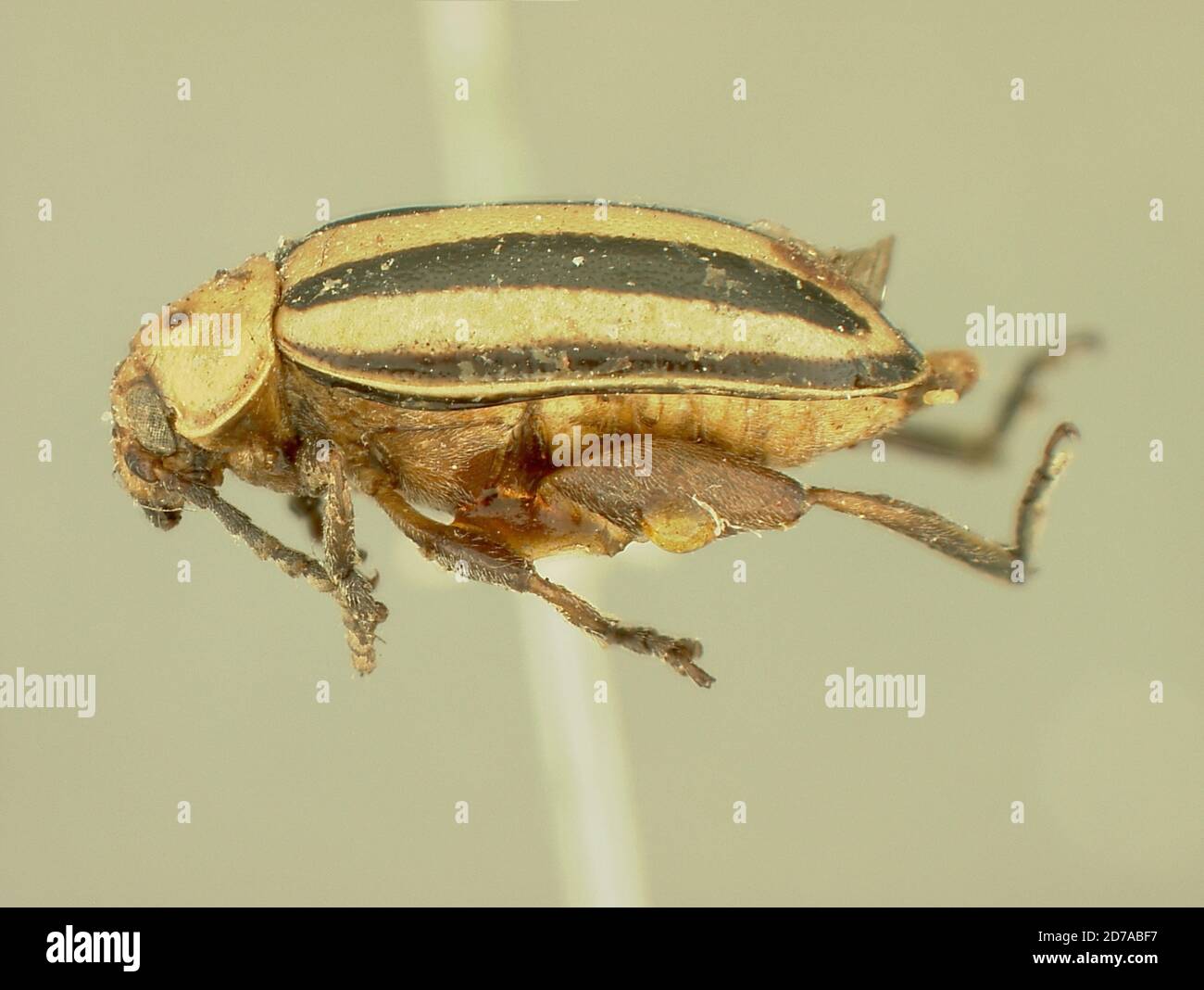 Pinned, Lactica davisi, Animalia, Arthropoda, Insecta, Coleoptera ...