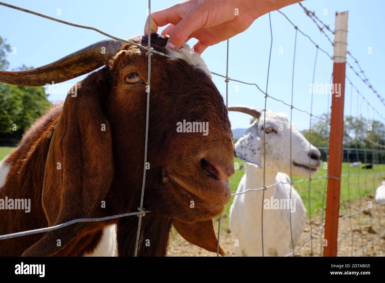 Cute goat hi-res stock photography and images - Alamy