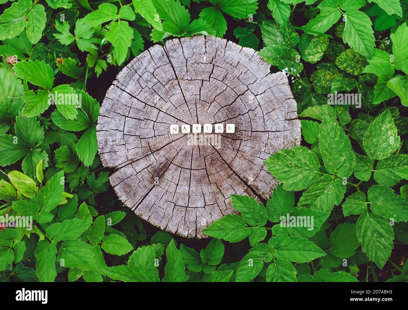 Word nature of wooden alphabet beads on a tree stump surface in the ...