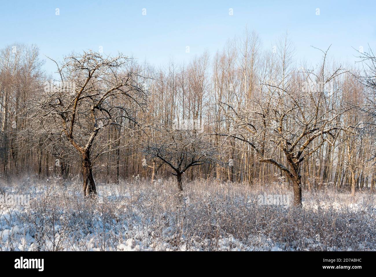 Apple trees rural road hi-res stock photography and images - Alamy