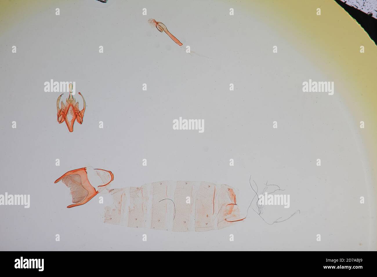 Pinned, Alcona, Michigan, United States, Aroga argutiola Hodges, 1974 ...