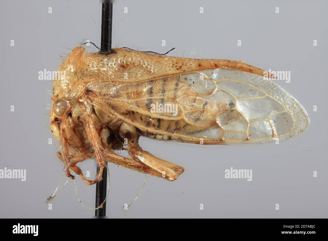 Bogota, Colombia, Cundinamarca, Colombia, Centrogonia lutea Funkhouser ...