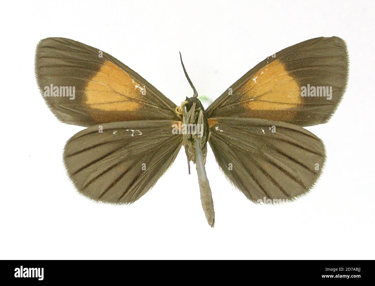 Pinned, Peru, Nelo lippa Schaus, 1892, Animalia, Arthropoda, Insecta ...
