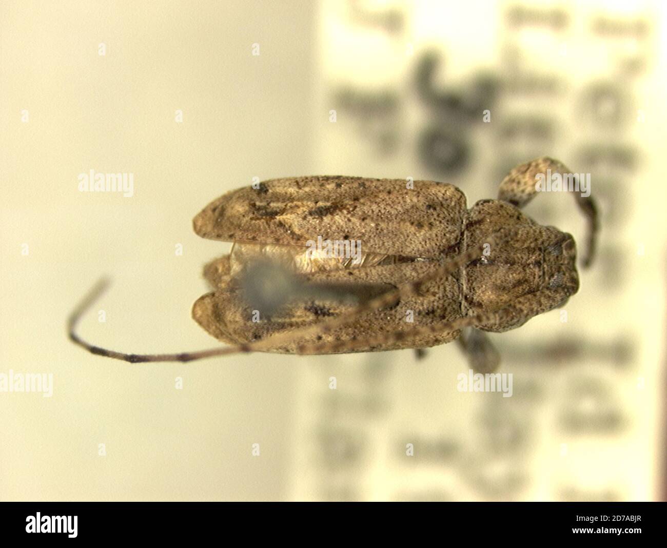Peter Island, Little Bay, British Virgin Islands, United Kingdom ...
