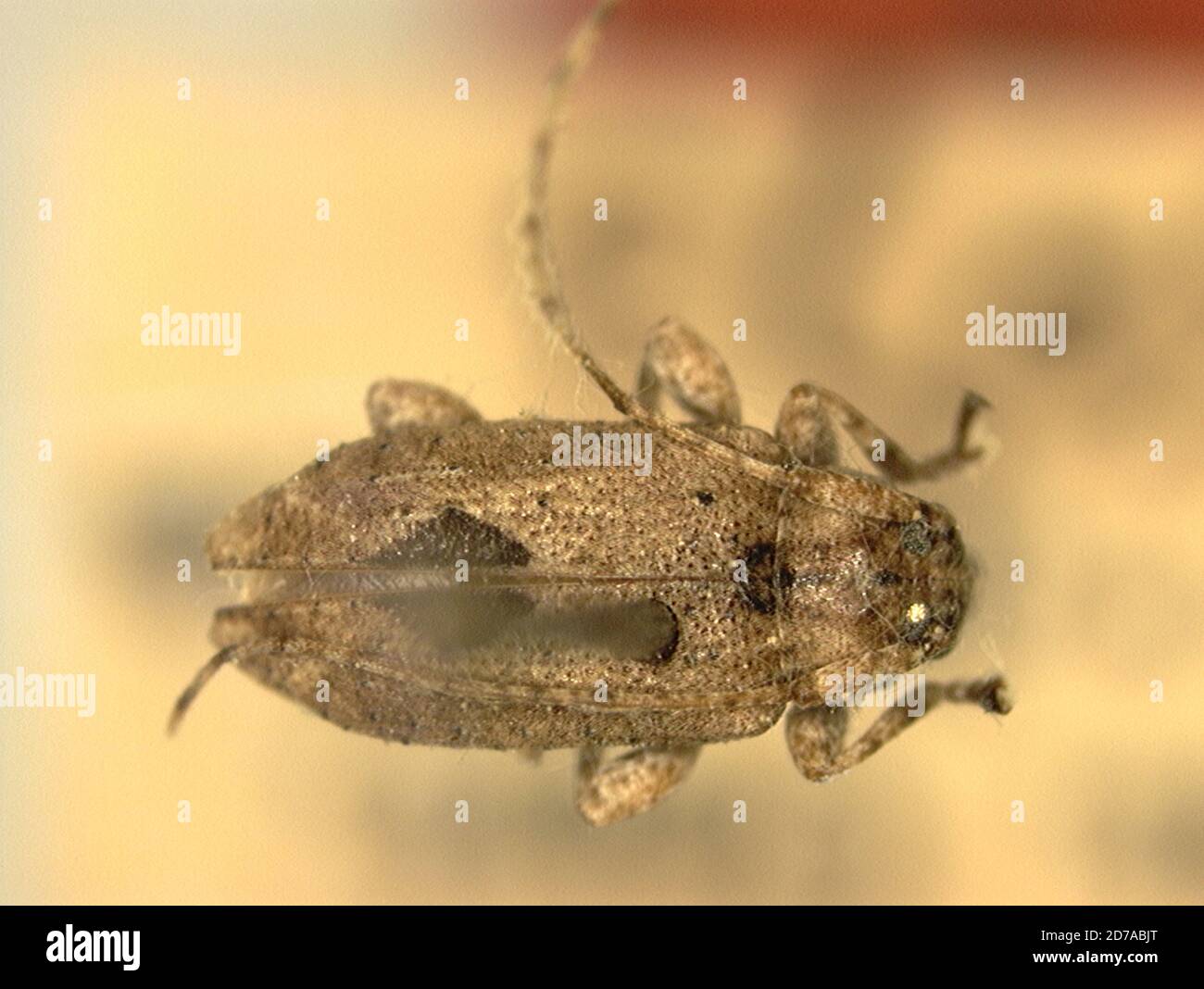 Maculifer hi-res stock photography and images - Alamy