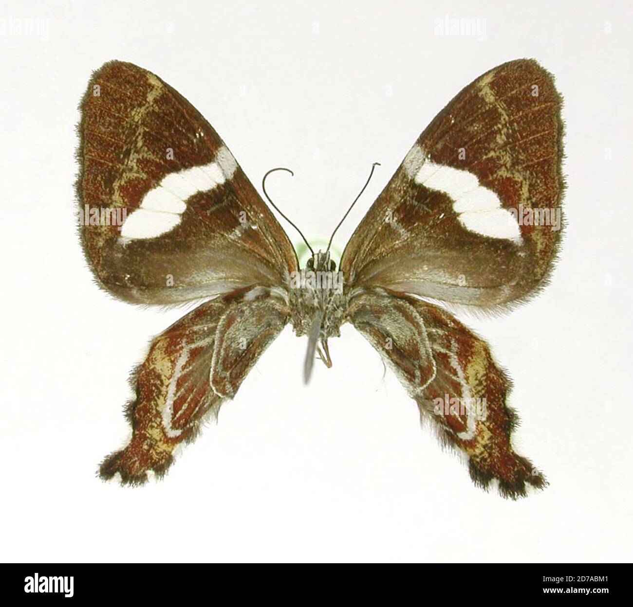 Pinned, Bolivia, Erateina luceria Thierry-Mieg, 1894, Animalia ...