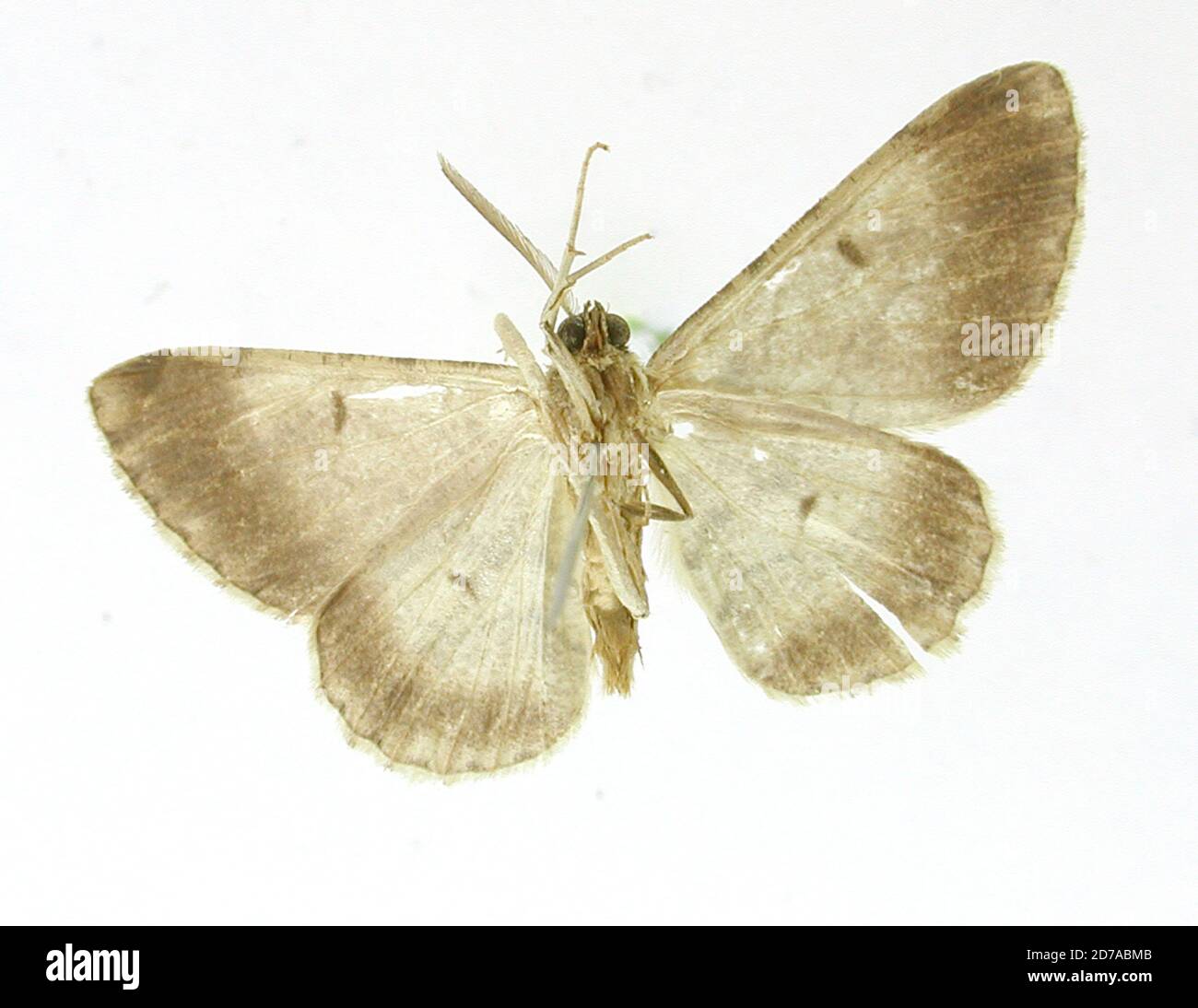 Pinned, Omai, Guyana, Guyana, Iridopsis memor Warren, 1906, Animalia ...
