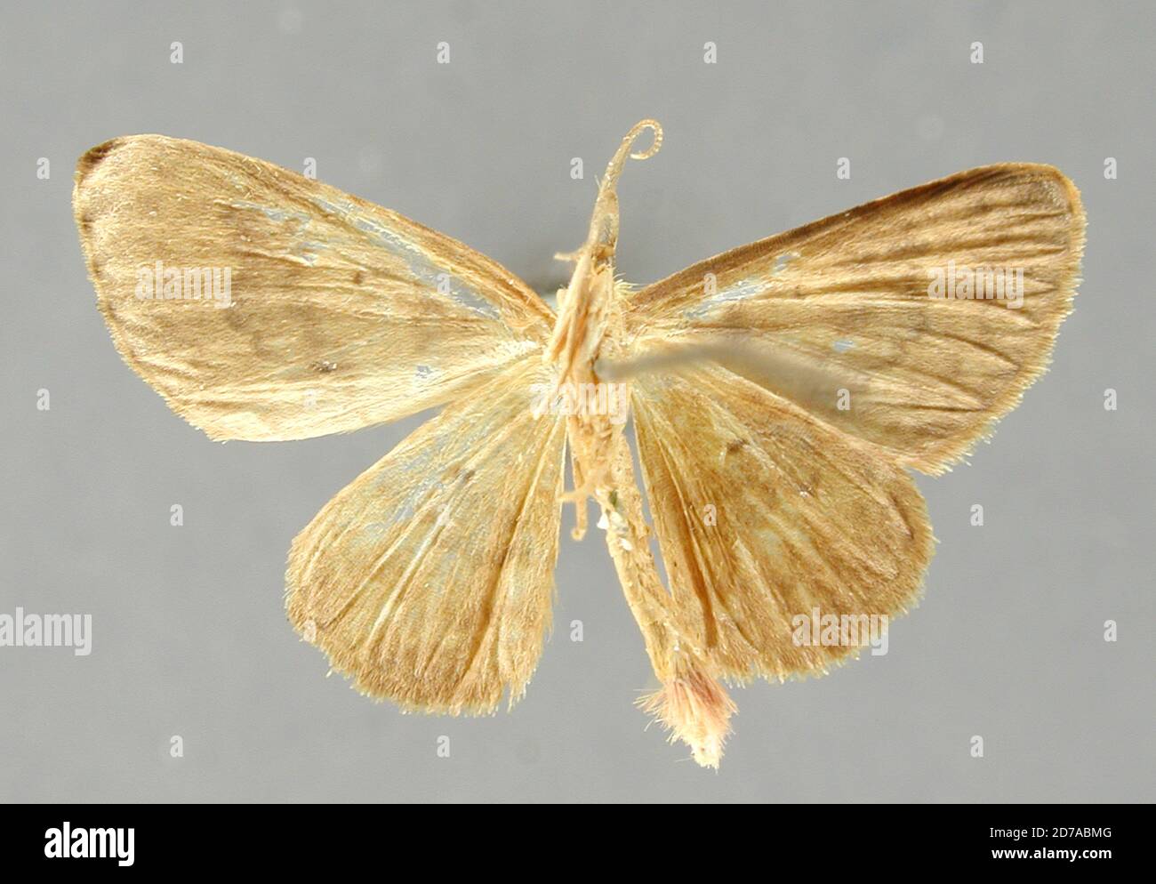 Pinned, Lino, Panama, Cambogia mediogrisea Dognin, 1913, Animalia ...