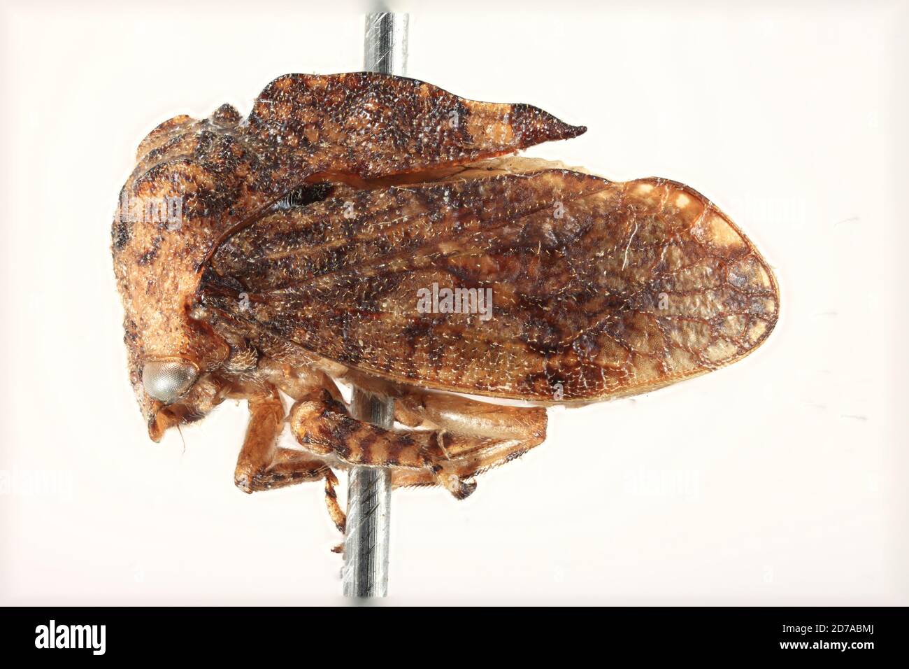 Pinned, Tiputini Biodiversity Station, Napo, Ecuador, Centronodus ...