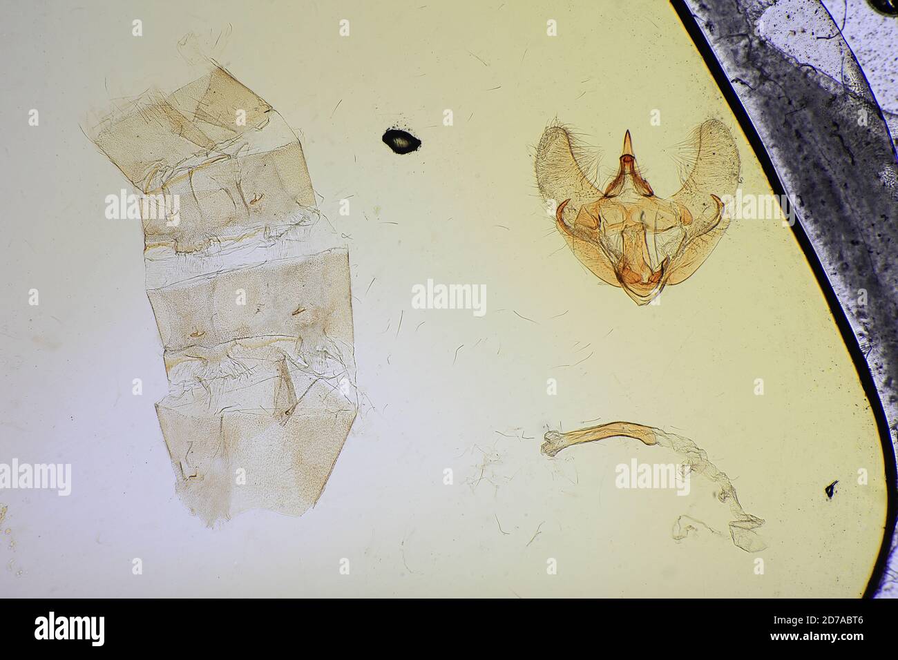 Thymiatris arista diakonoff hi-res stock photography and images - Alamy