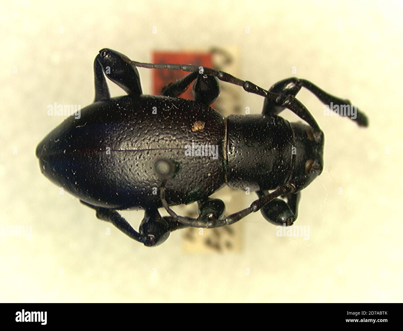 Luna, Catron, New Mexico, United States, Moneilema cylindricollis Casey ...