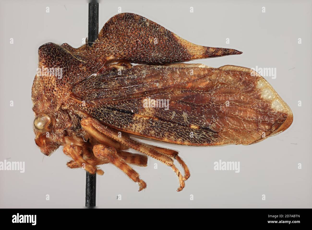 Costa Rica, Centronodus denticulus Funkhouser, 1930, Animalia ...
