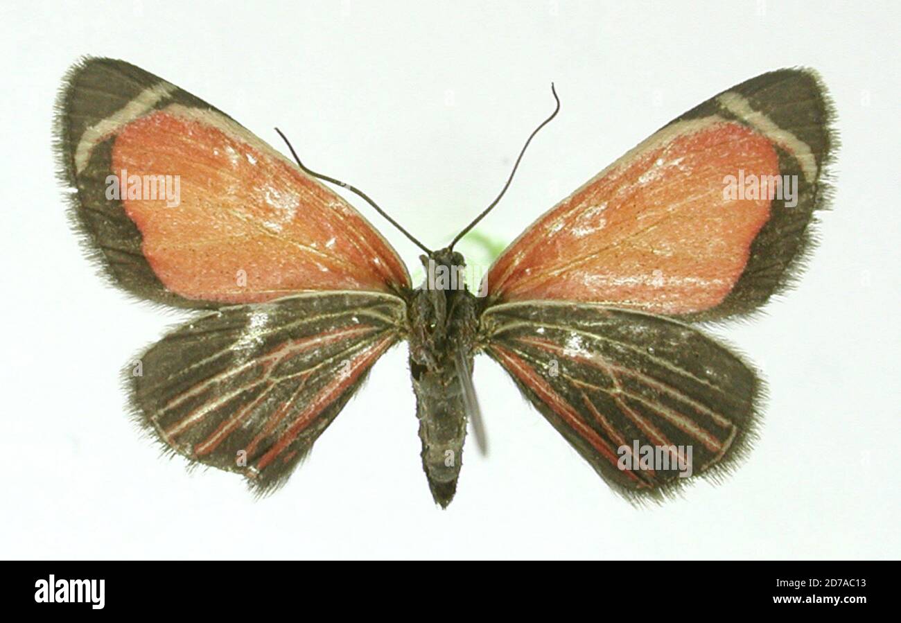 Pinned, Mexico City, Mexico, Mexico, Oenotrus opulentissima Dyar, 1922 ...