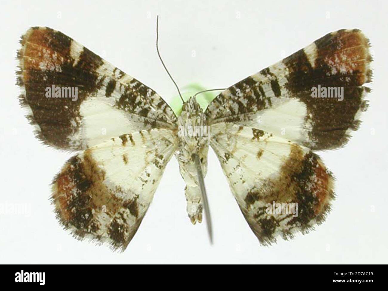 Pinned, Yungas de la Paz, Bolivia, Bolivia, Scordylia pacifica Thierry ...