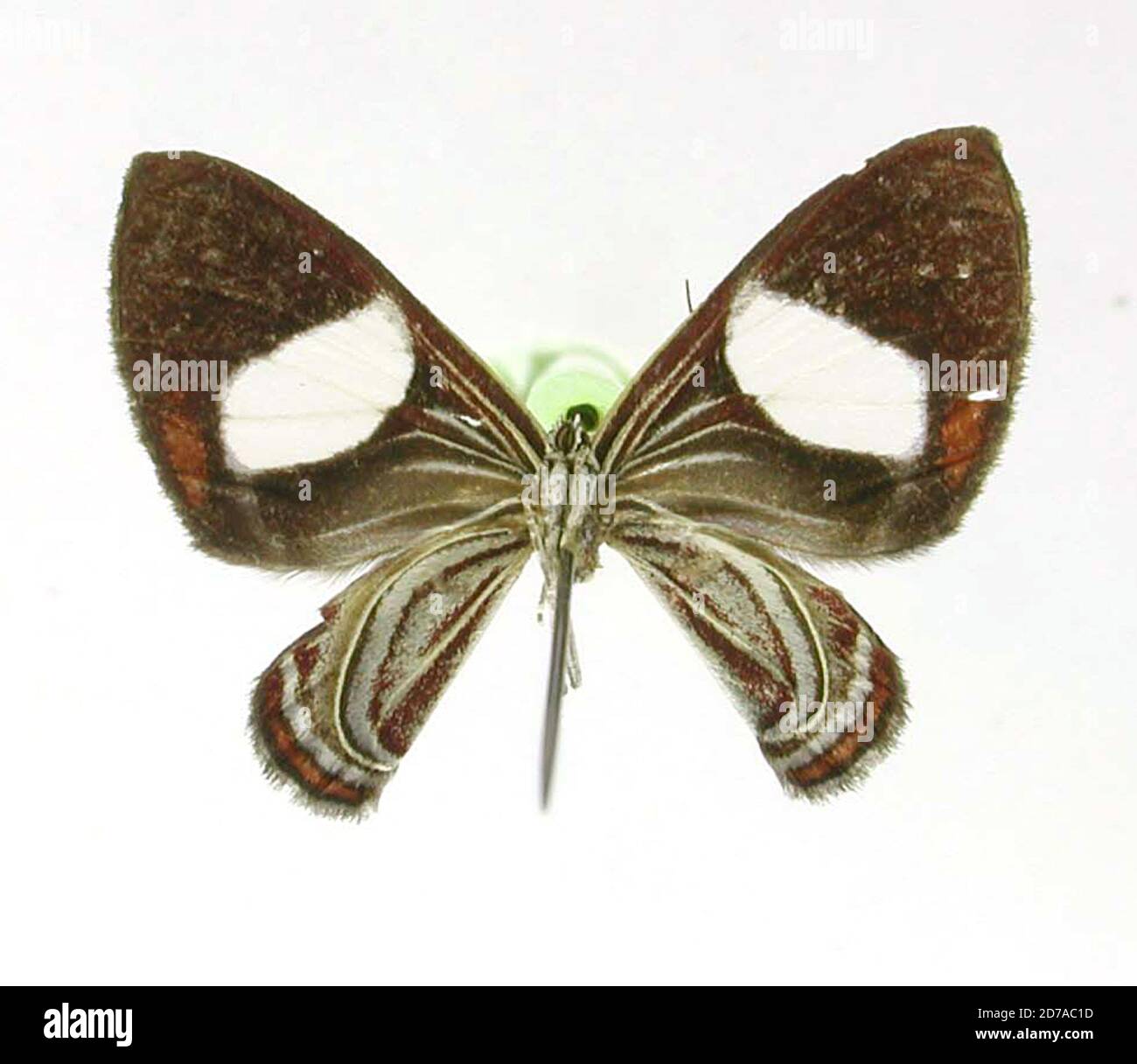 Pinned, Yungas de la Paz, Bolivia, Bolivia, Erateina nigrofimbriata ...