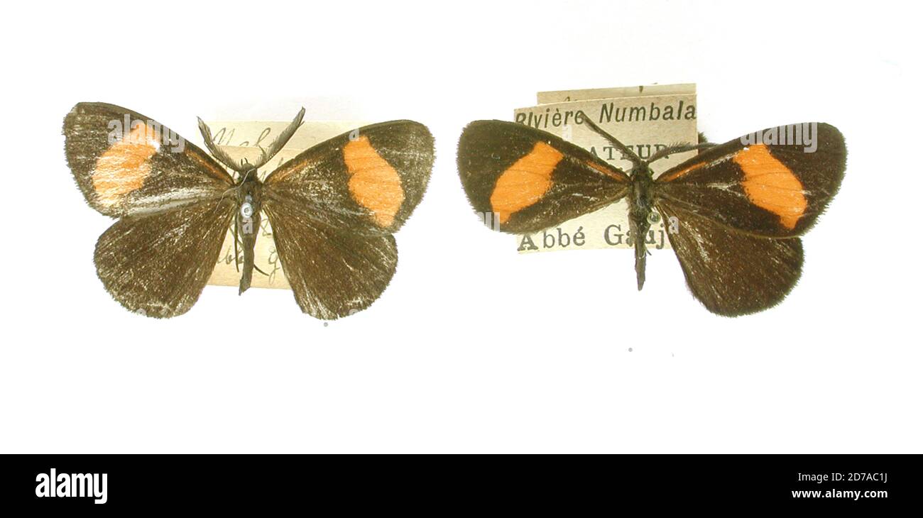 Pinned, Numbala, Ecuador, Riviere Numbala, Ecuador, Ecuador, Nelo ...