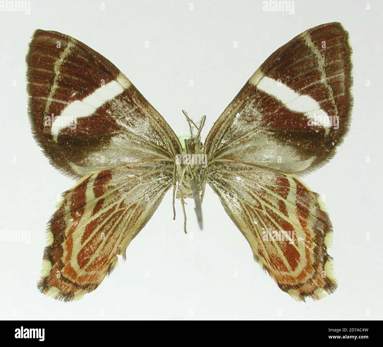 Pinned, Loja, Ecuador, Ecuador, Erateina punsara Dognin, 1893, Animalia ...