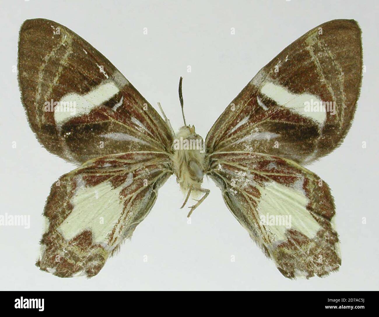 Pinned, Colombia, Erateina semiluctuata Thierry-Mieg, 1892, Animalia ...