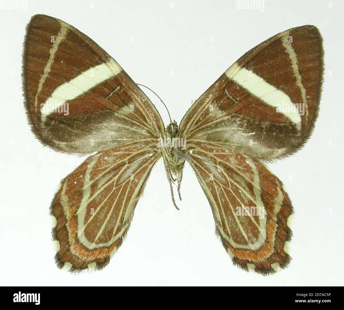 Pinned, Merida, Venezuela., Venezuela, Erateina reducta Thierry-Mieg ...