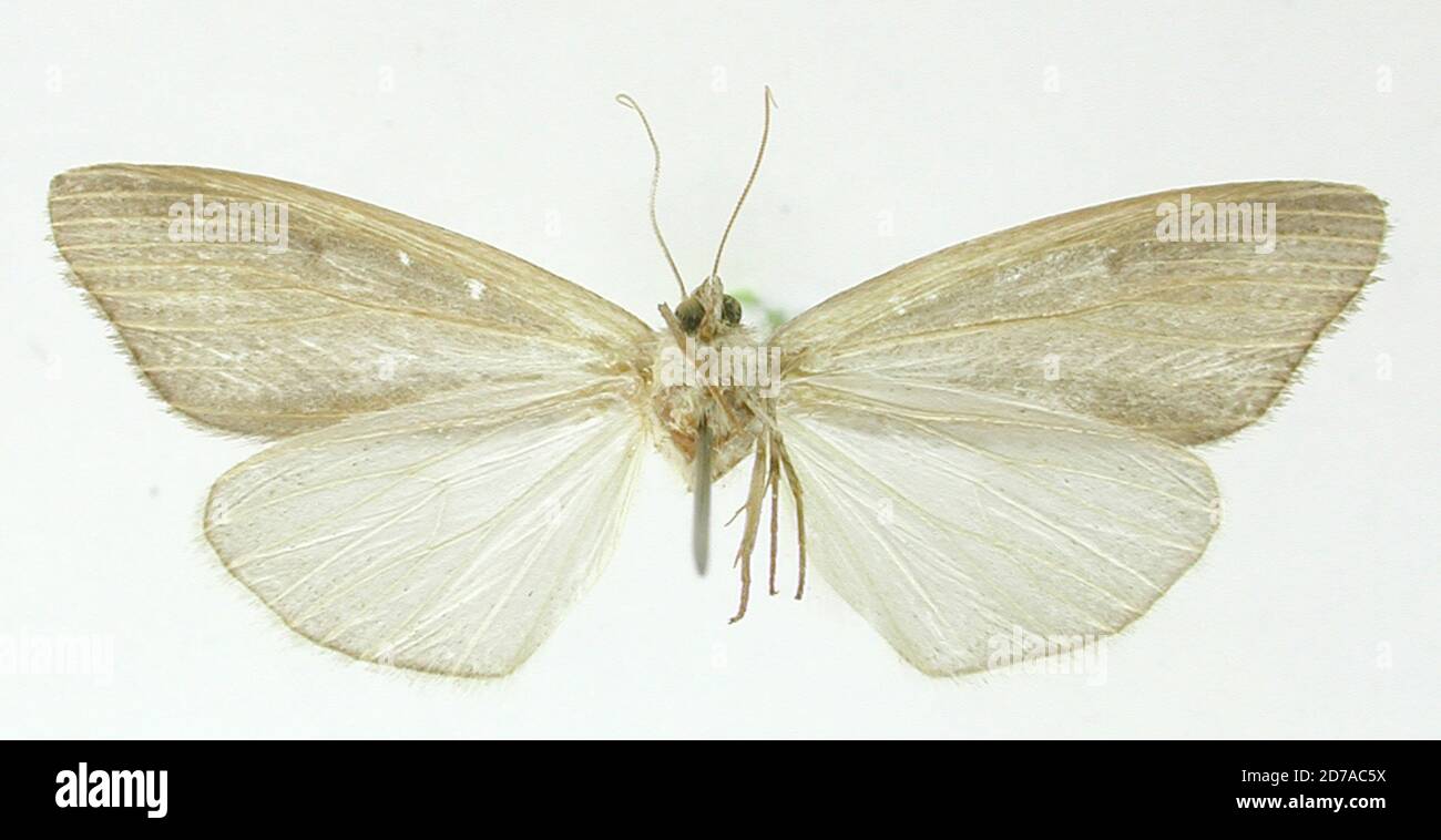 Pinned, Cuernavaca, Mexico, Mexico, Coenocharis rhadinaria Dyar, 1916 ...