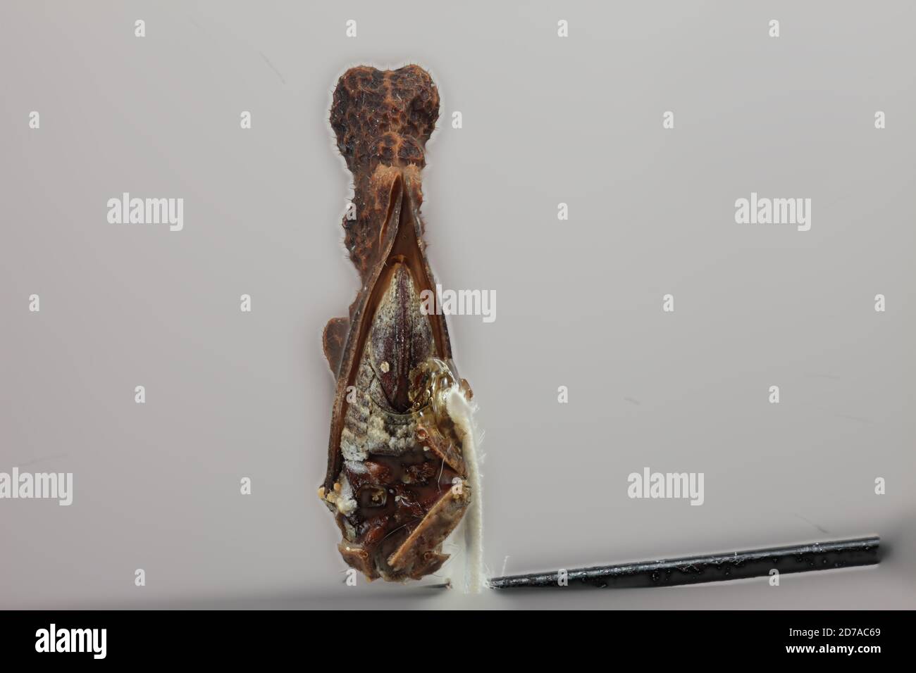 Pinned, 2 kilometers East of Chitzen Itza, Tinum, Yucatan, Mexico ...