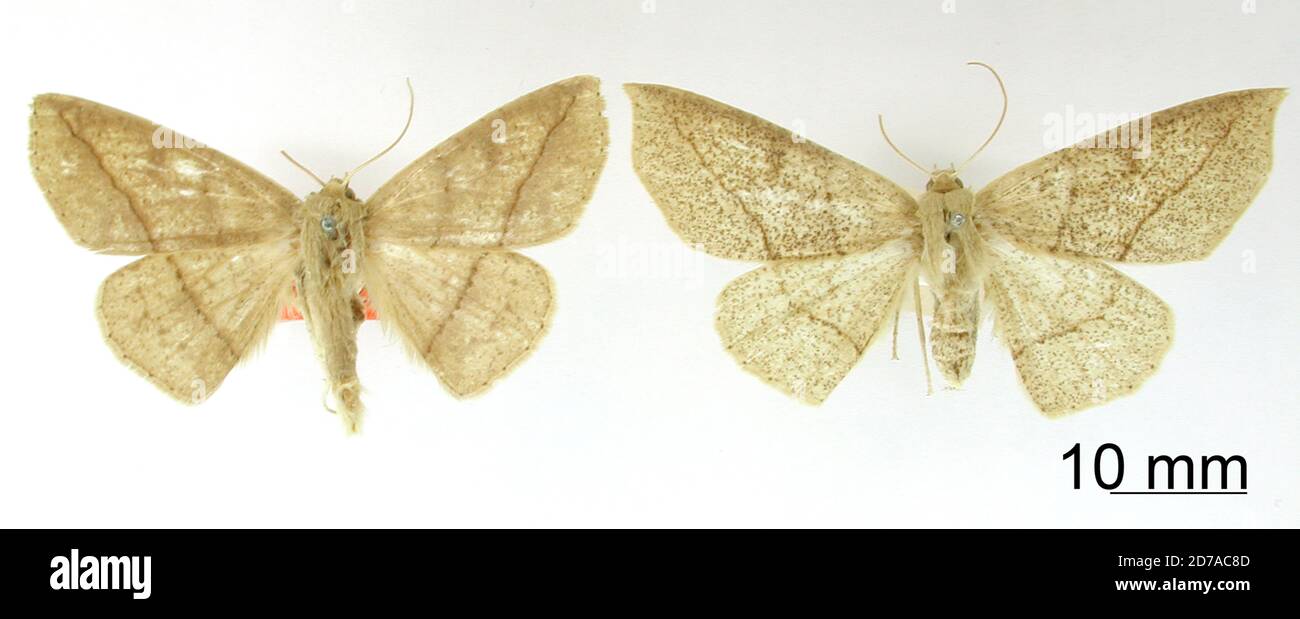 Pinned, Mont Poas, Costa Rica, Juan Vinas, Costa Rica, Costa Rica ...
