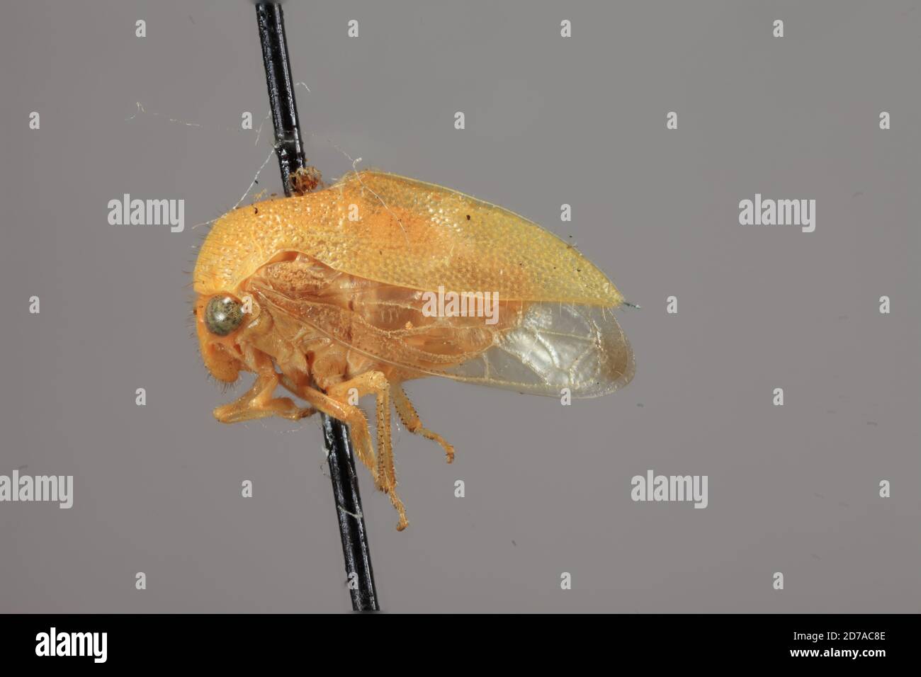 Peru, Atymna pilosa Funkhouser, 1919, Animalia, Arthropoda, Insecta ...