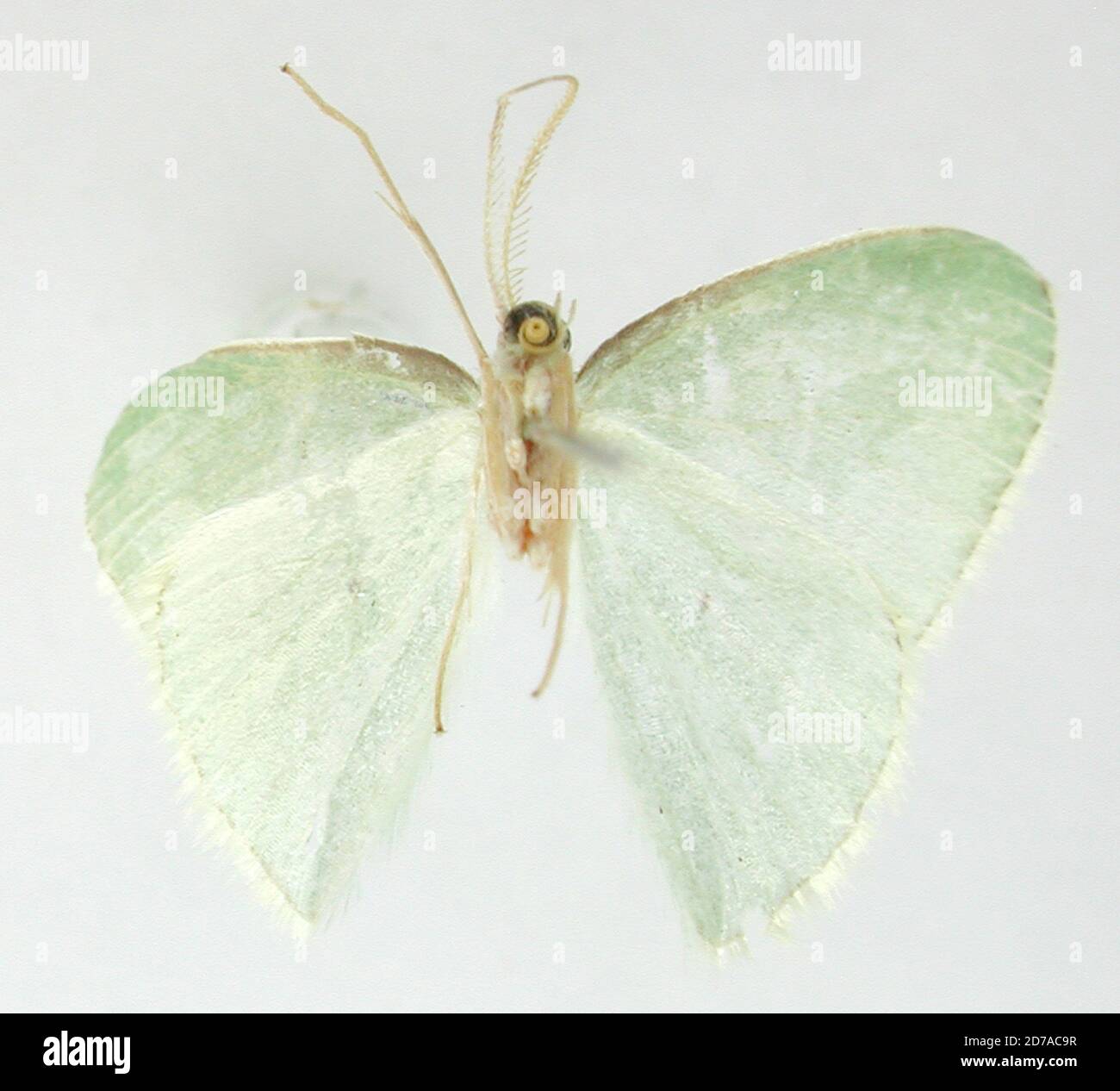 Pinned, Bogota, Cundinamarca, Colombia, Lissochlora albifimbriata ...