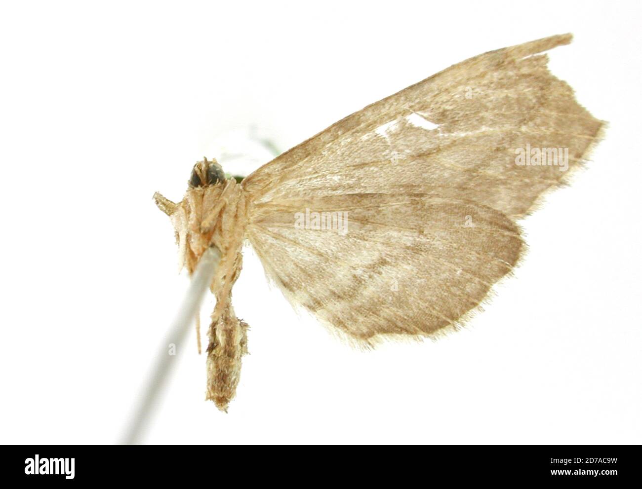 Pinned, Peru, Obelopteryx angusta Warren, 1906, Animalia, Arthropoda ...